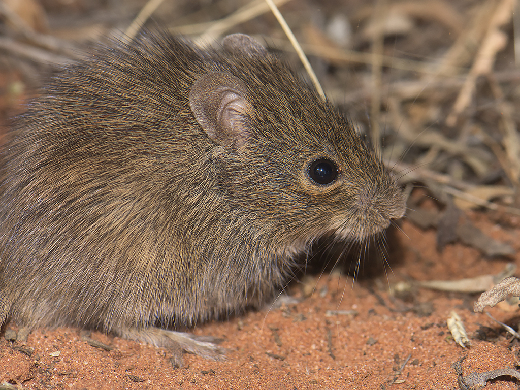 Desert Mouse from Petermann NT 0872, Australia on September 20, 2017 at ...
