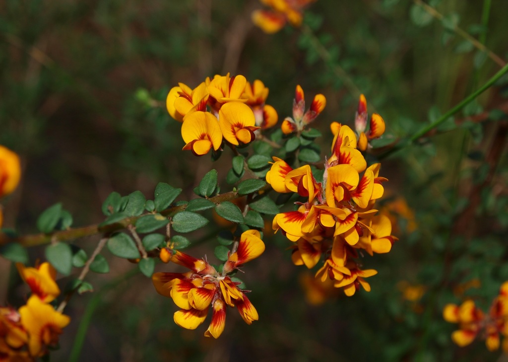 golden bush-pea (Pultenaea gunnii) - Botanical Realm