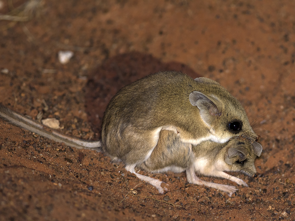 Kultarr (Antechinomys laniger) - Know Your Mammals