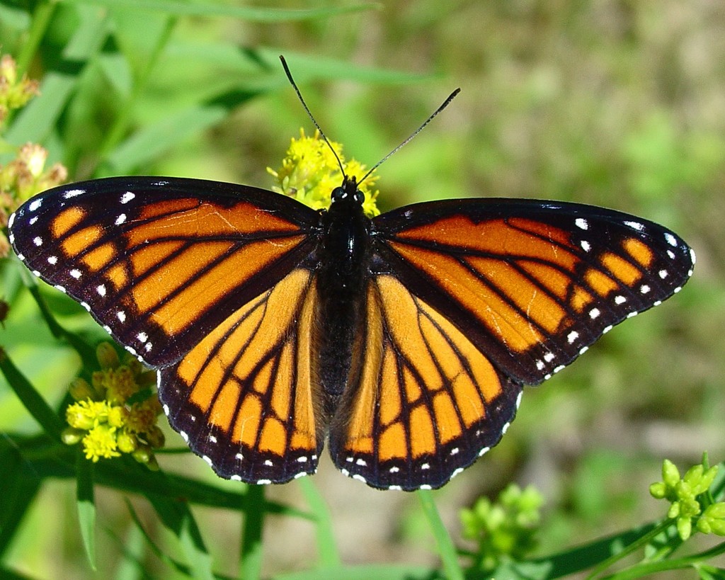 Viceroy from Colebrook, NH 03576, USA on August 09, 2006 at 12:20 PM by ...