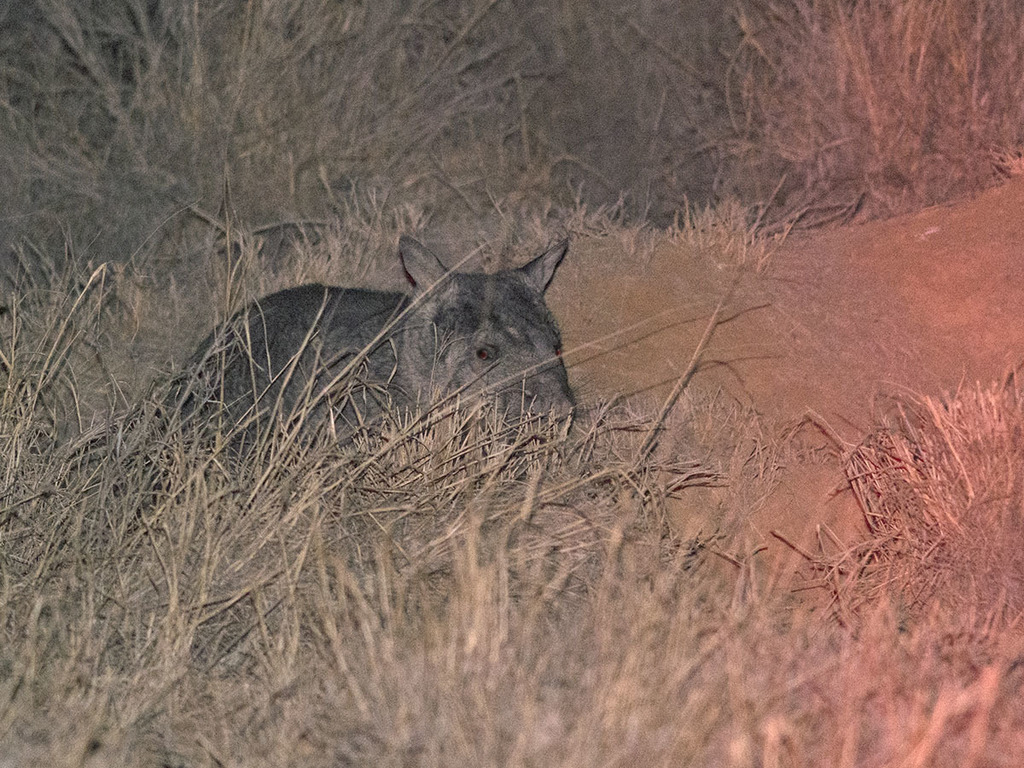 Northern Hairy-nosed Wombat (Lasiorhinus krefftii) - Know Your Mammals