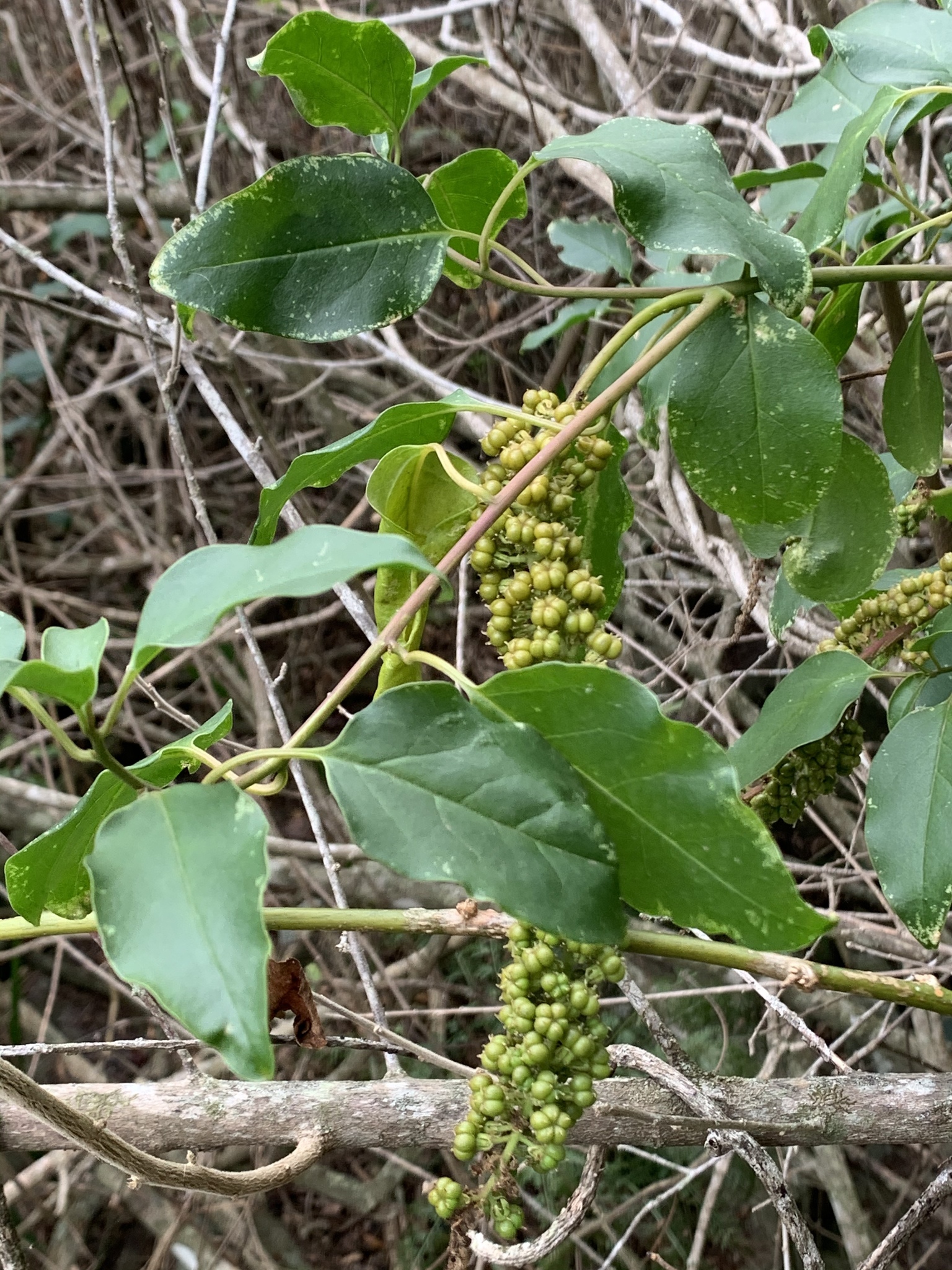 Phytolacca dodecandra L'Hér.