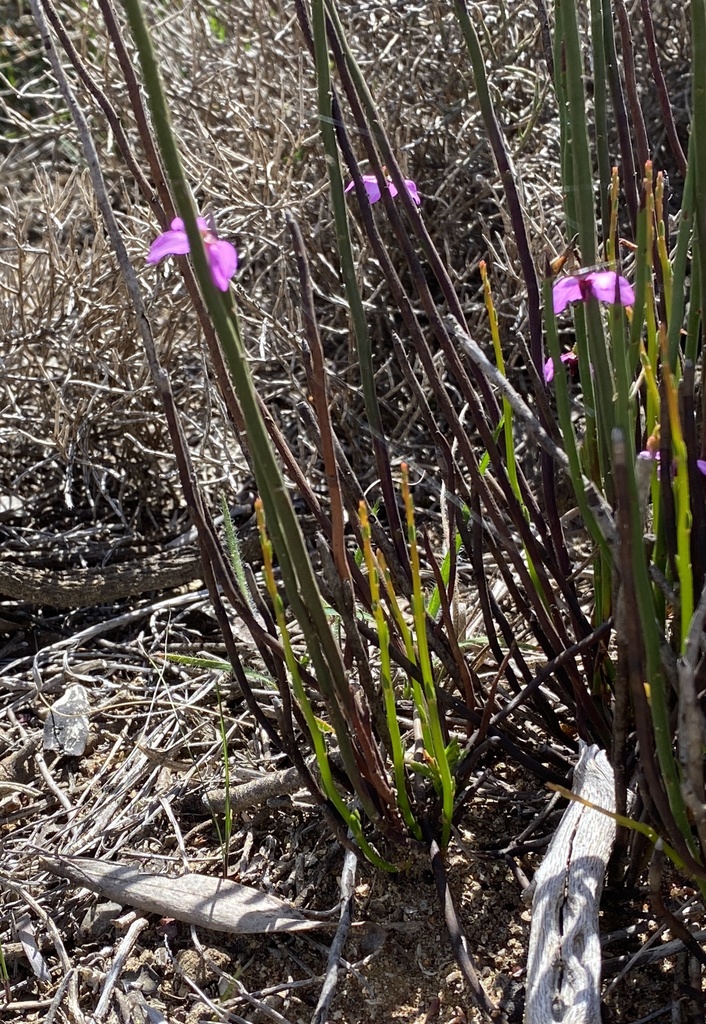 (Tetratheca aphylla) - Botanical Realm