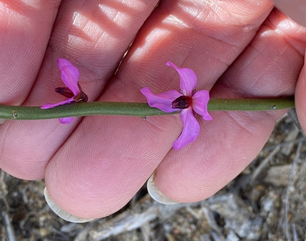 (Tetratheca aphylla) - Botanical Realm