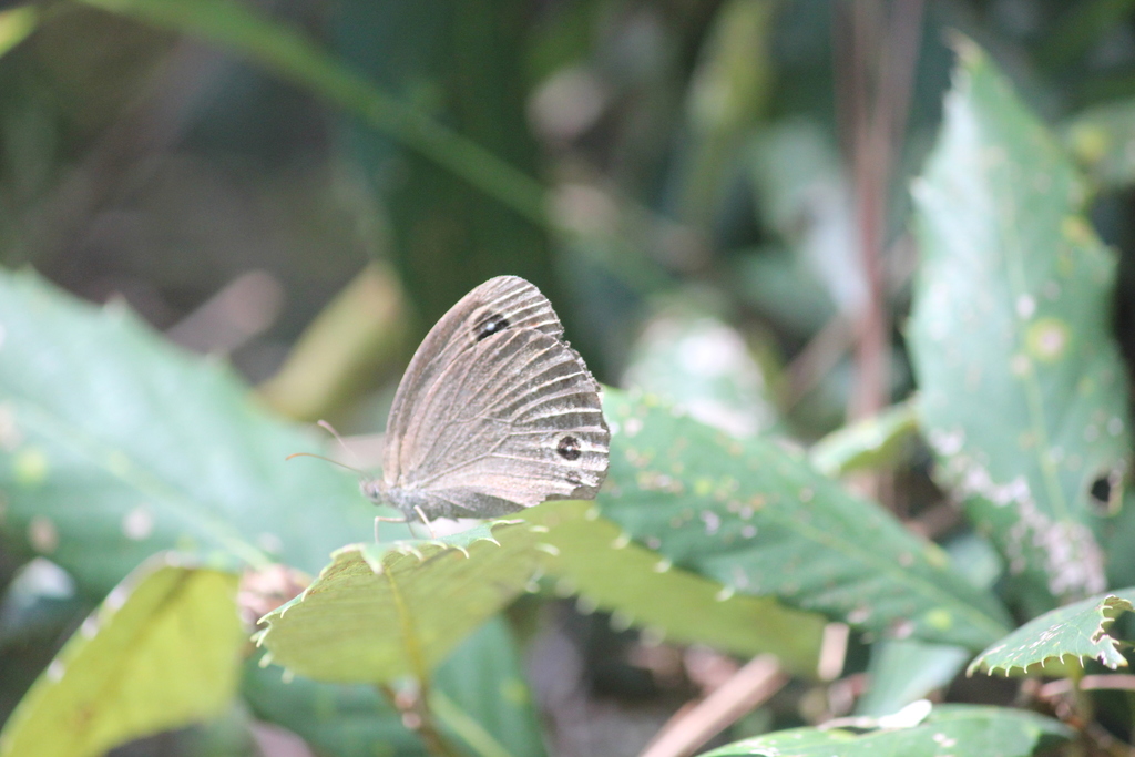 Hybrid Argus from Mukteshwar, Uttarakhand, India on September 19, 2020 ...