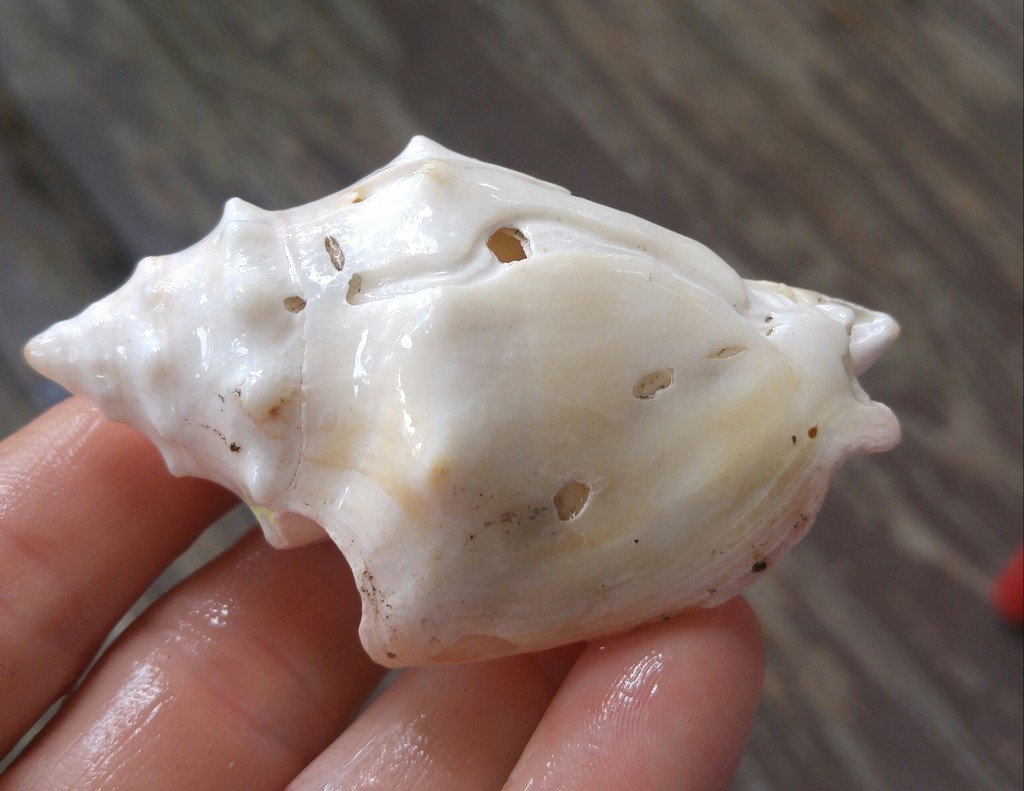 Eastern Pacific fighting conch from Puerto Peñasco, Sonora, Mexico on ...