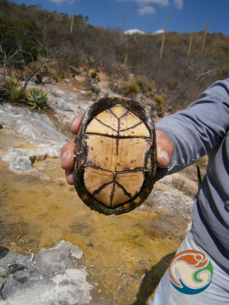 Mexican Mud Turtle from ADVC San Marcos Arteaga on April 5, 2013 by ...