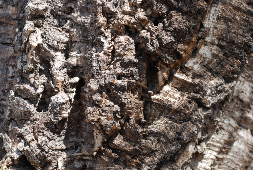 cork oak from Province of Olbia-Tempio, Italy on August 8, 2017 at 01: ...