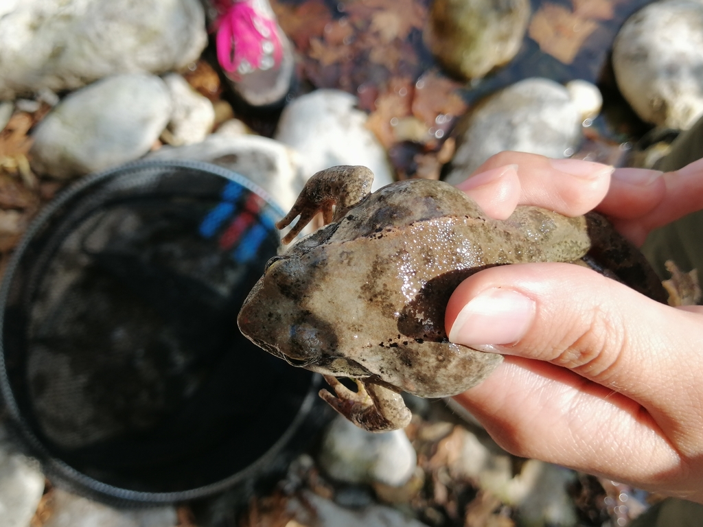 Greek frog from Papigko, Greece on September 20, 2020 at 12:00 PM by ...