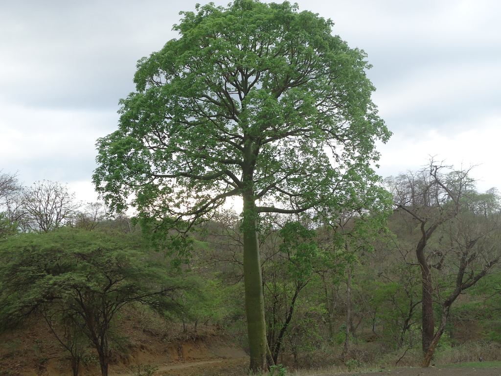 Ceiba trischistandra from Zapotillo, Ecuador on March 24, 2014 at 12:34 ...