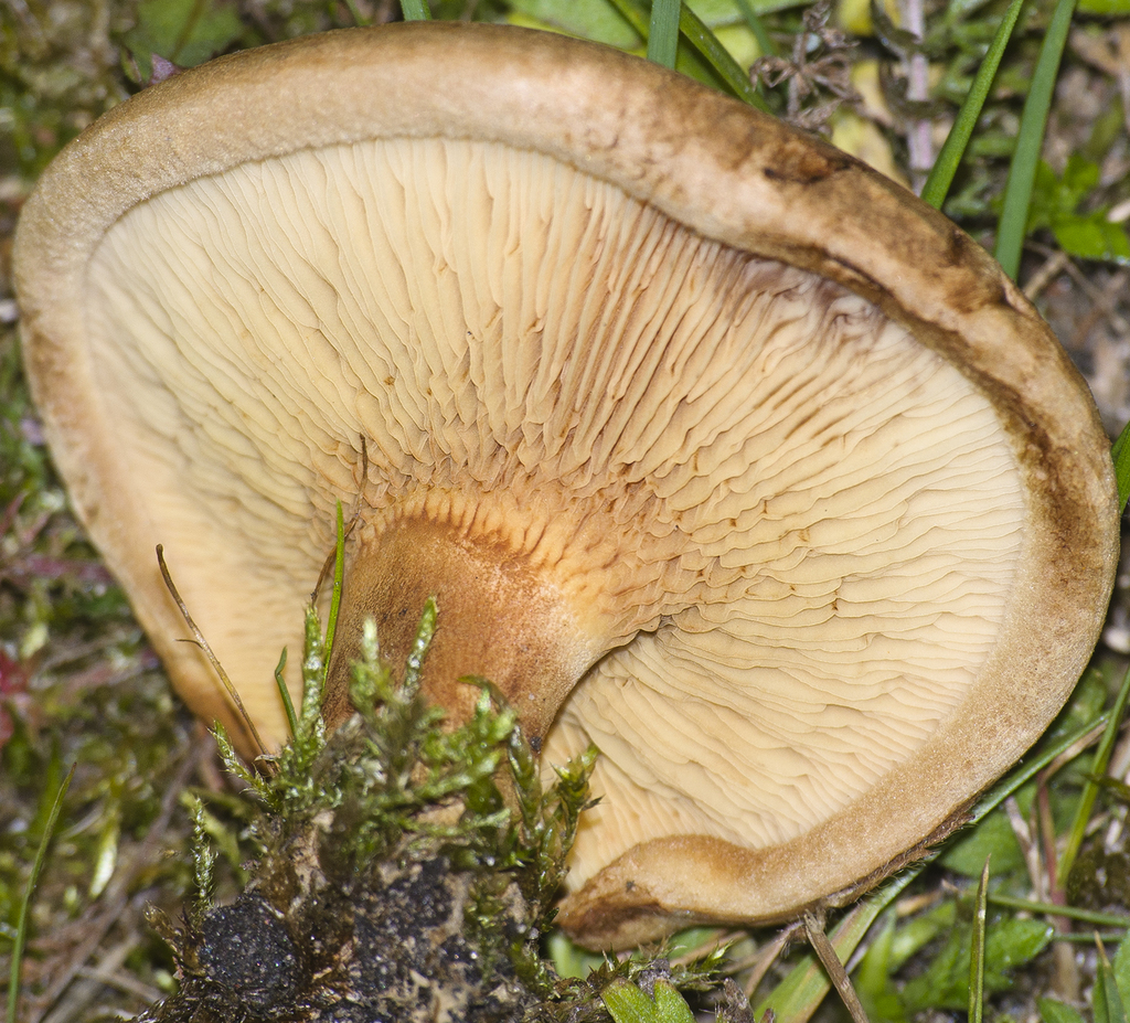 Brown Roll-Rim (Northumbrian Fungi) · iNaturalist United Kingdom