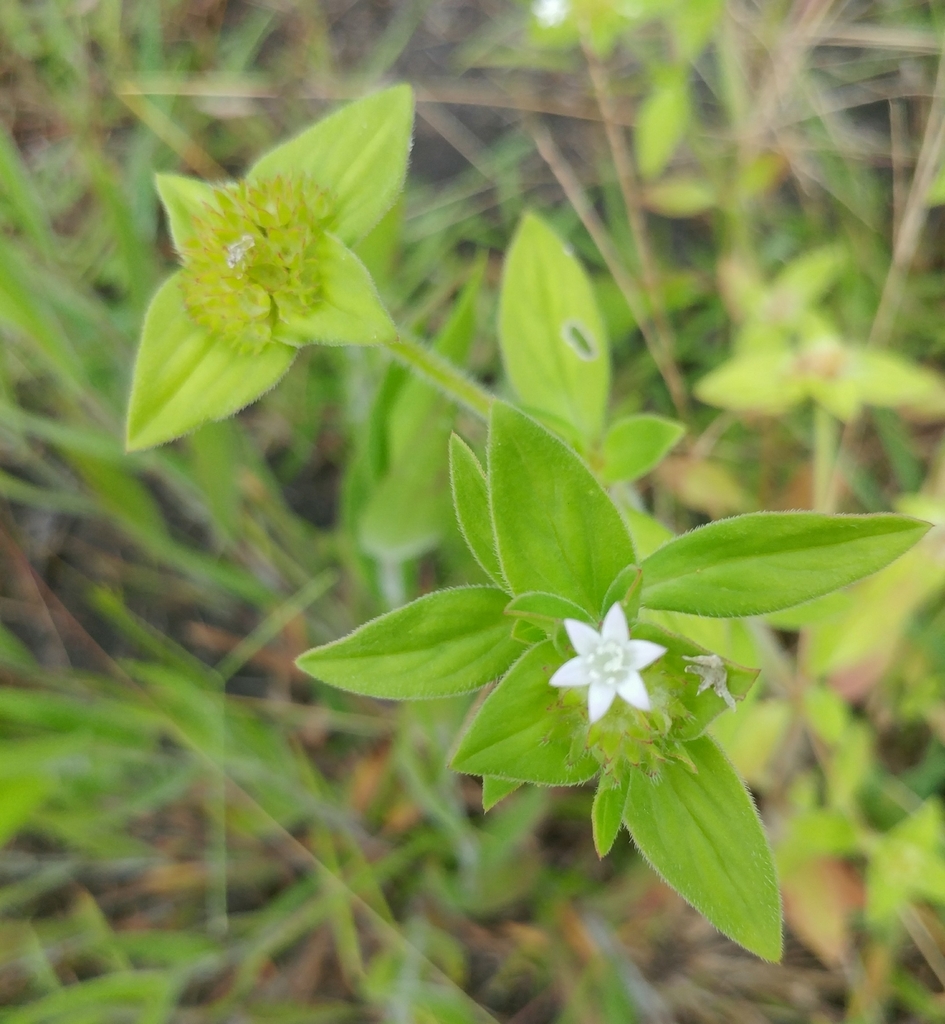 Florida Pusley from 132 Glenspring Drive Summerville, SC 29483 USA on ...