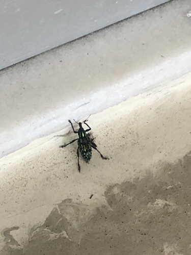 Euryomus jekeli · iNaturalist