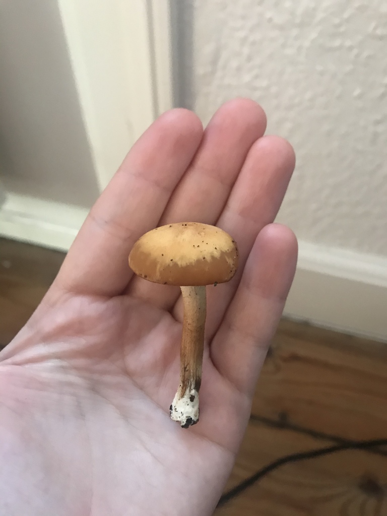 Psychedelic Ovoid Mushroom on September 20, 2020 at 05:36 PM by ceniph ...