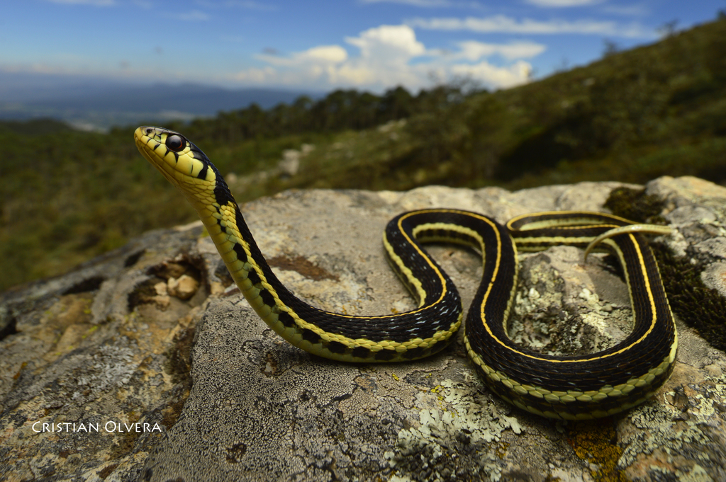 Garter Snakes (Thamnophis) - Snakes and Lizards
