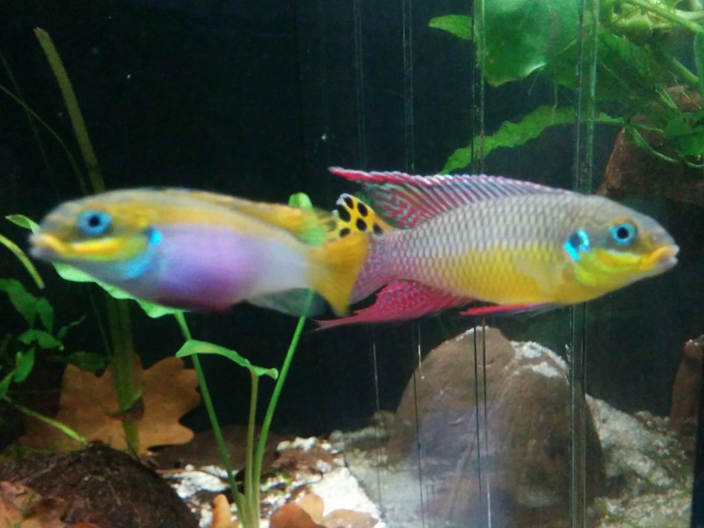 Kribensis Cichlid (Pelvicachromis kribensis) - Marine Life Identification