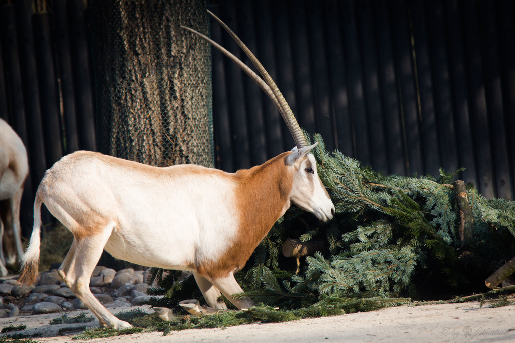 Scimitar-horned Oryx (Oryx dammah) - Know Your Mammals