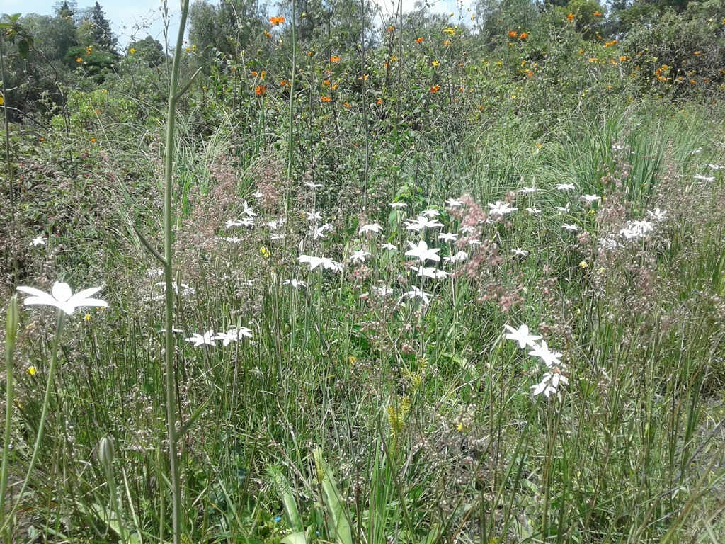 Mexican star (Milla biflora) - Botanical Realm