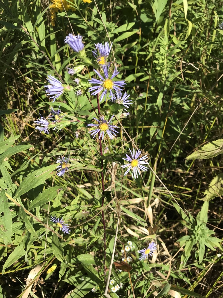 eastern American asters from Akron, OH, US on September 20, 2020 at 12: ...