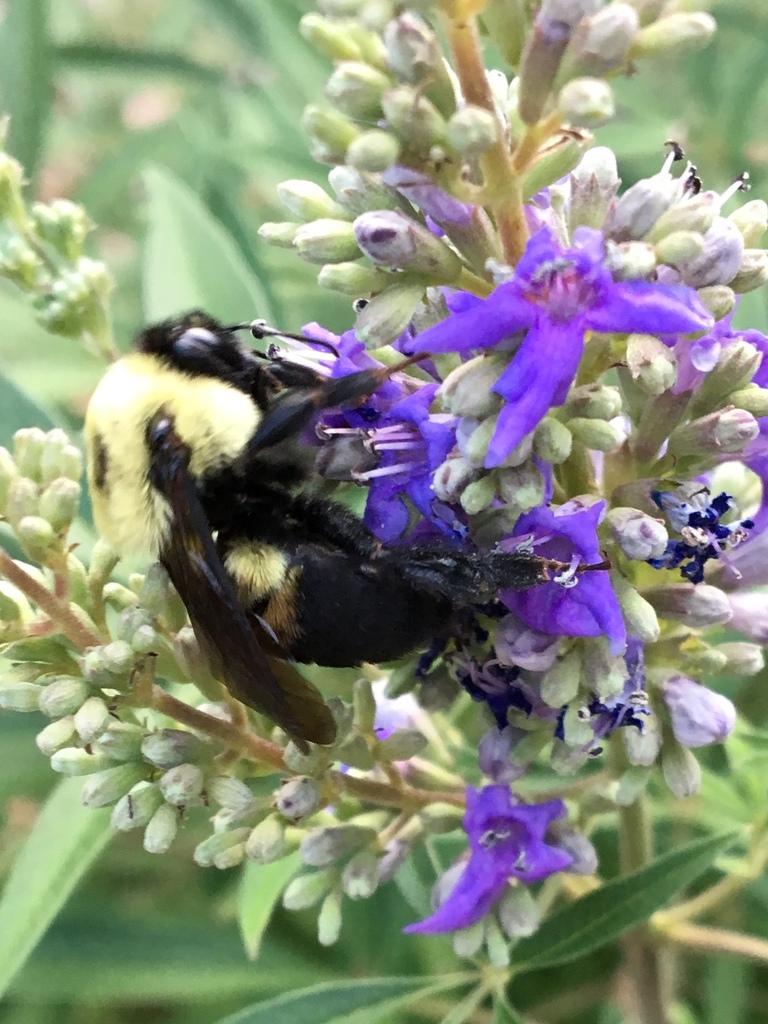 Brown-belted Bumble Bee from Alachua, FL, USA on May 22, 2019 at 07:46 ...