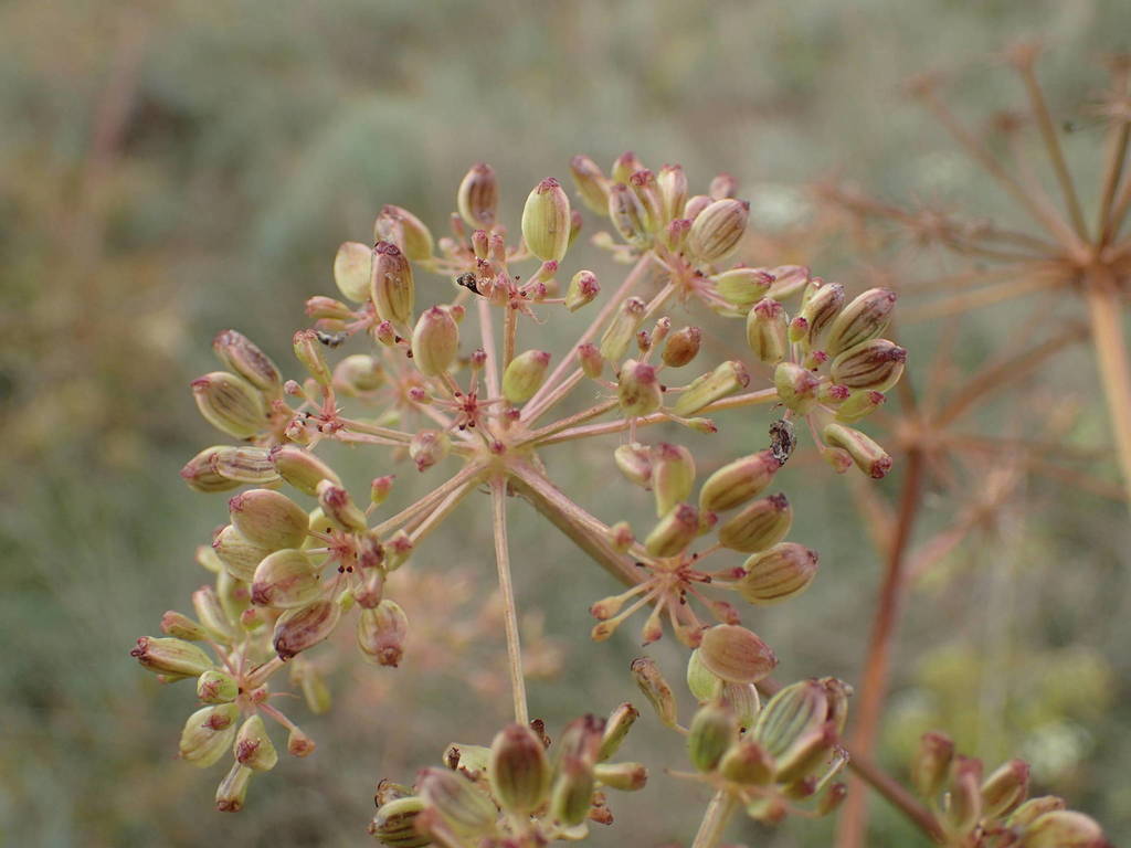 Broad-leaved Spignel (Peucedanum cervaria) - Botanical Realm