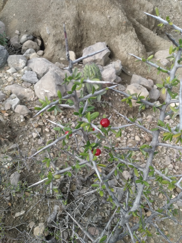 Castela tortuosa from Zapotitlán, Pue., México on September 19, 2020 at ...