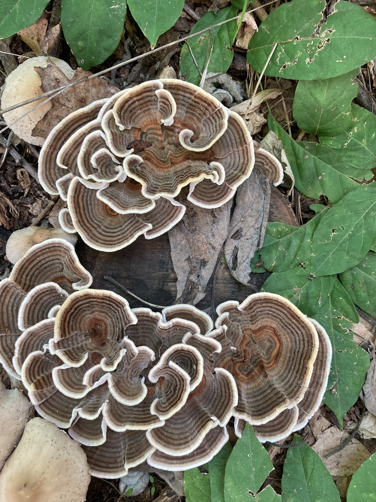 turkey-tail from Edgewood Dr, Bridgeport, TX, US on September 20, 2020 ...