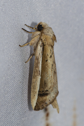 Niganda radialis · iNaturalist