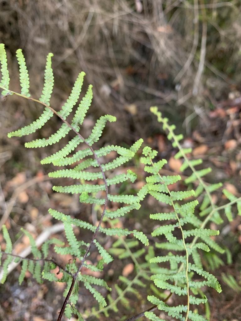Coral Fern from P345, KZN, ZA on September 10, 2020 at 01:29 PM by ...