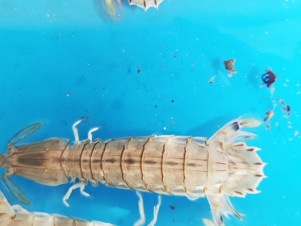 Shako Mantis Shrimp from Yuxiangyuan Tea Plantation, Laoshan, Qingdao ...