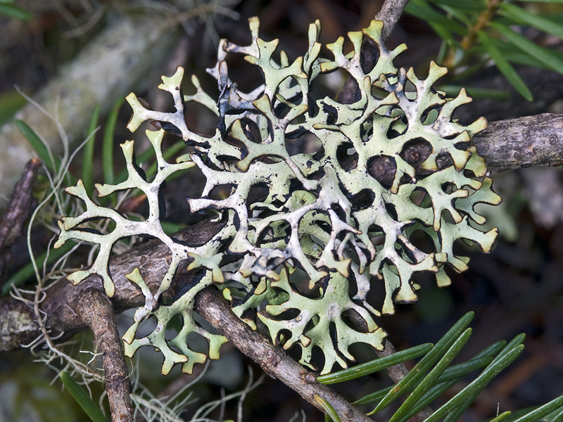 Tube Lichens (Fungi and Lichens in the greater southwest Australia ...