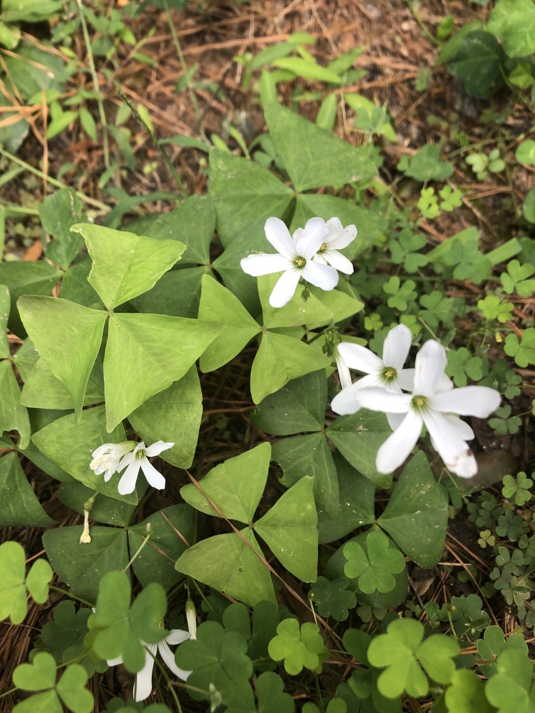 false shamrock (Oxalis triangularis) - Botanical Realm