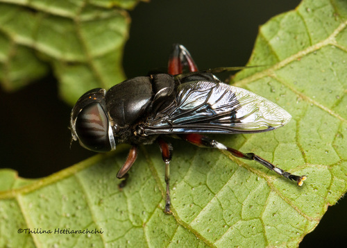 Phytomia crassa · iNaturalist United Kingdom