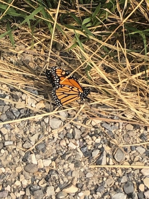 Monarch from Stone maze, Unnamed Road, Calgary, AB T2K 1J7, Canada on ...