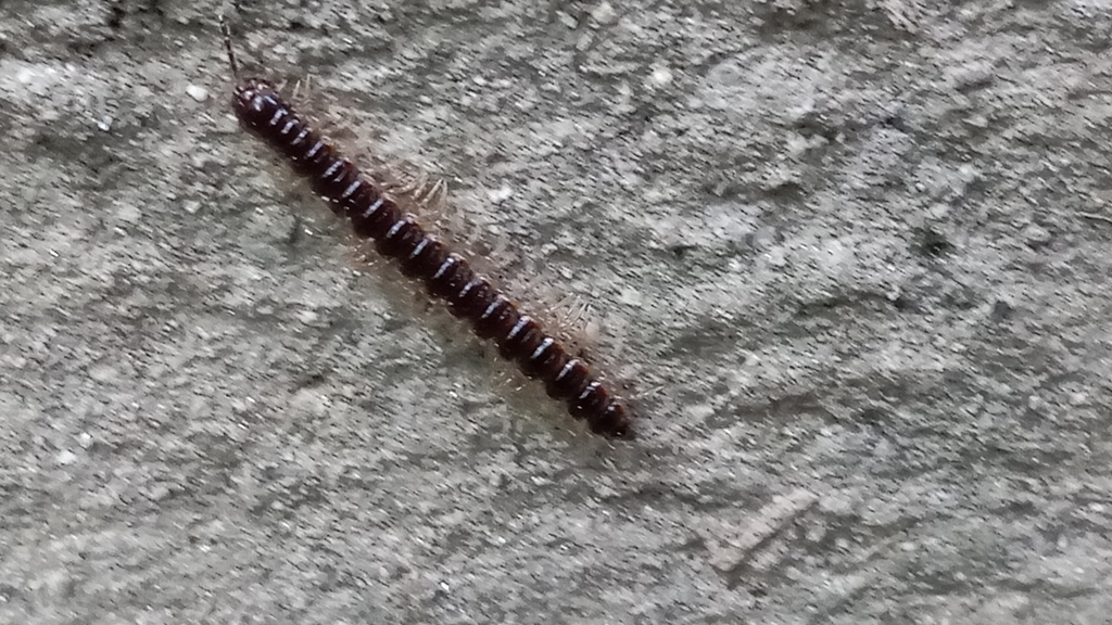 Greenhouse Millipede from Lagundo Paese, Chiesa V., 39022 Lagundo BZ ...