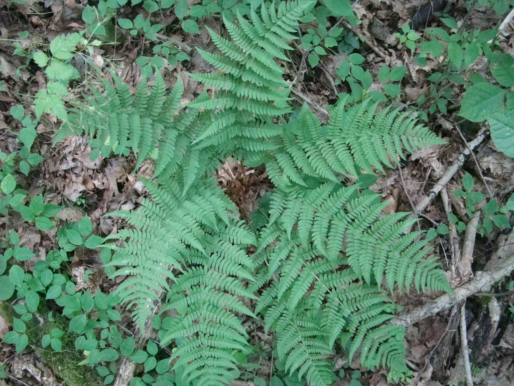 Marginal wood fern (Ferns and Fern Allies of Floracliff Nature ...