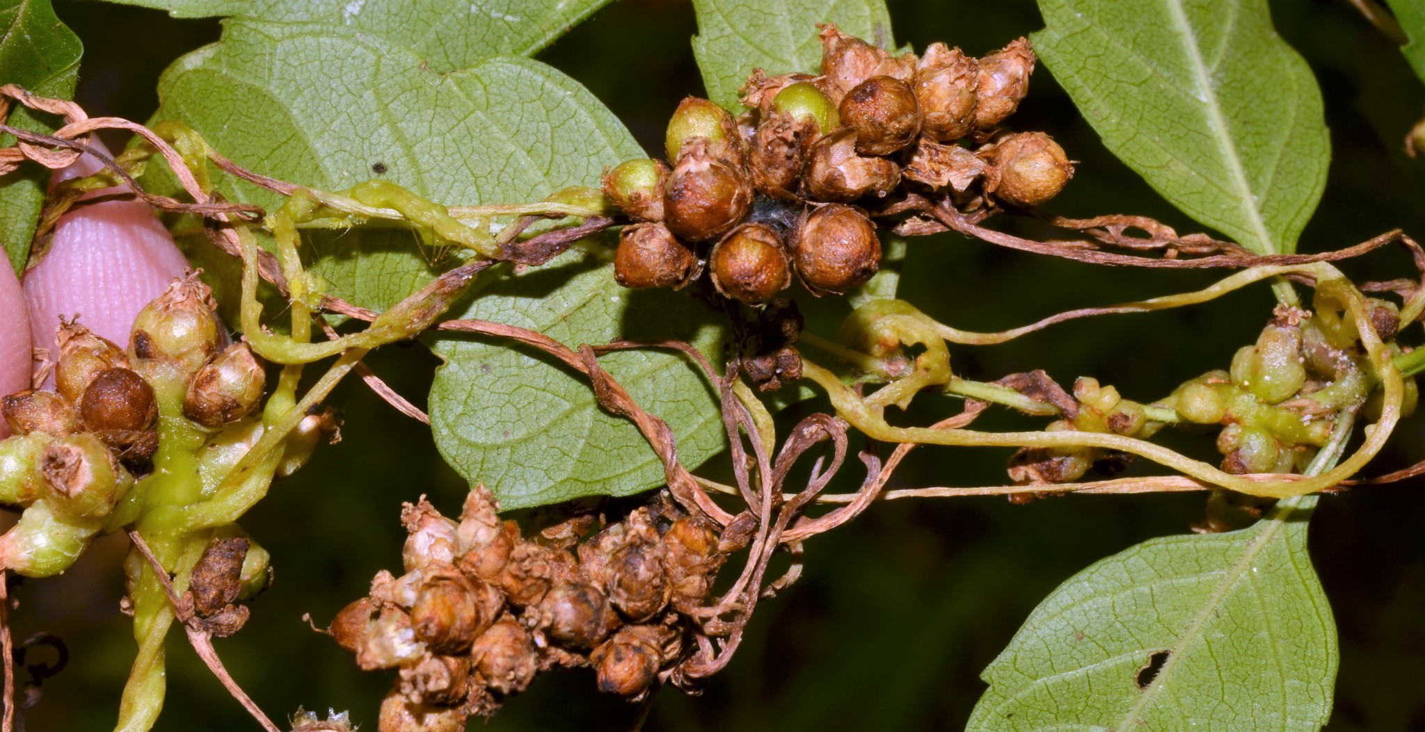 Cuscuta compacta Juss. ex Choisy