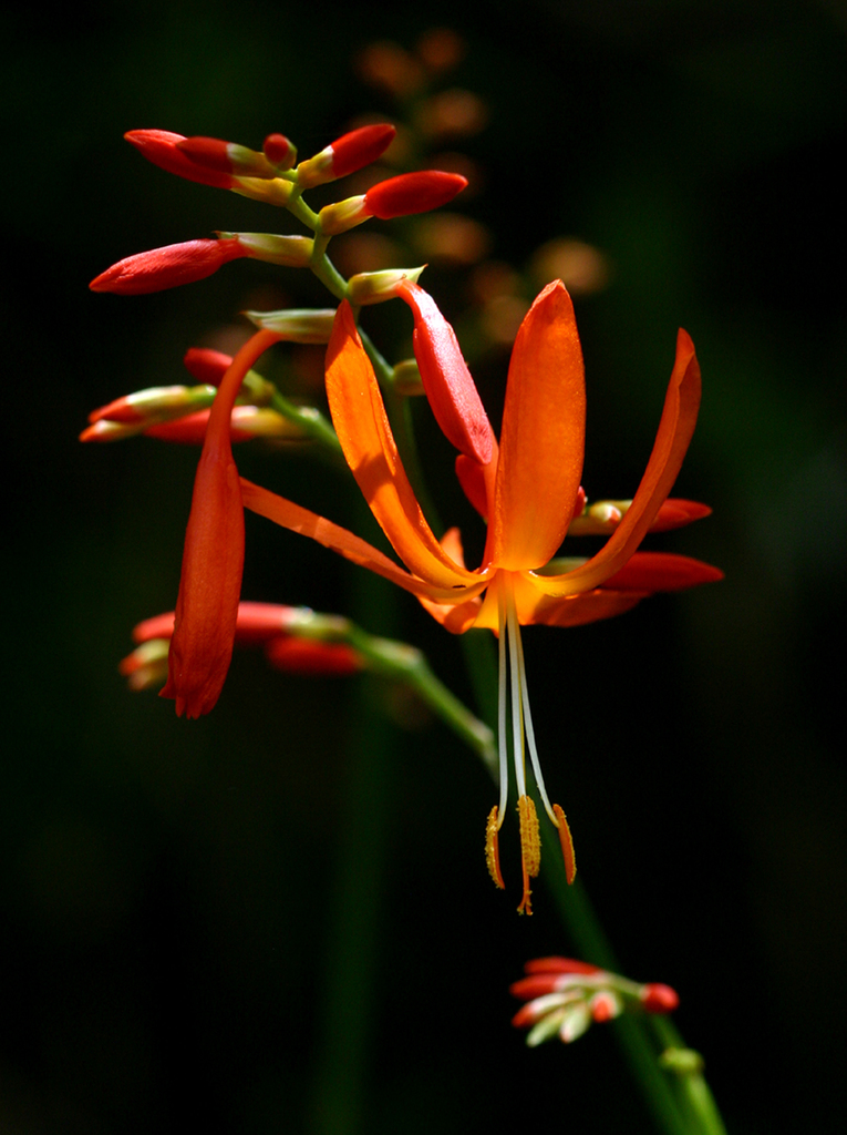 Falling Stars (Liliopsida (Monocots) of the Mfolozi River catchment ...