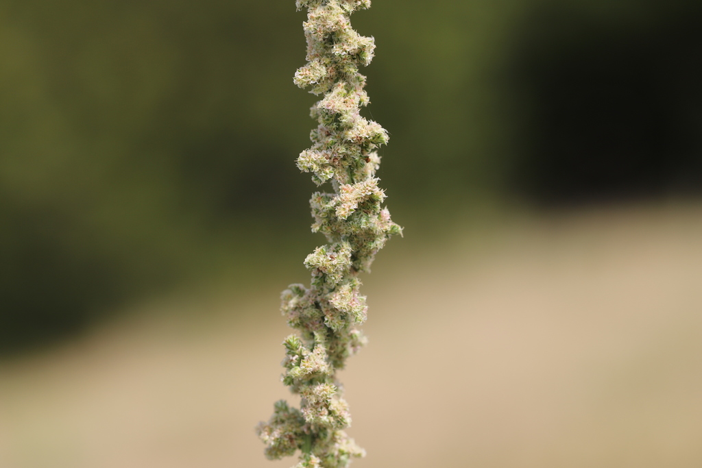 sand amaranth (Amaranthus arenicola) - Botanical Realm