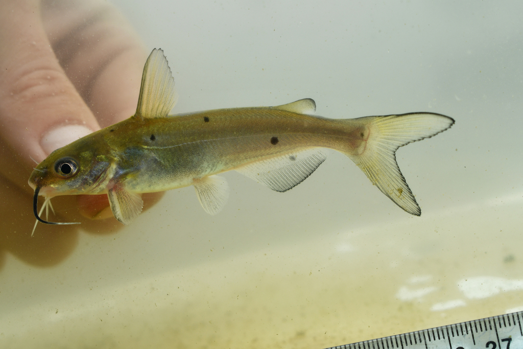 Channel Catfish (Ictalurus punctatus) - Marine Life Identification
