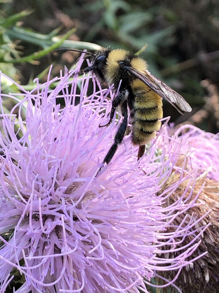American Bumble Bee from Homer Lake Rd N, Ogden, IL, US on September 20 ...