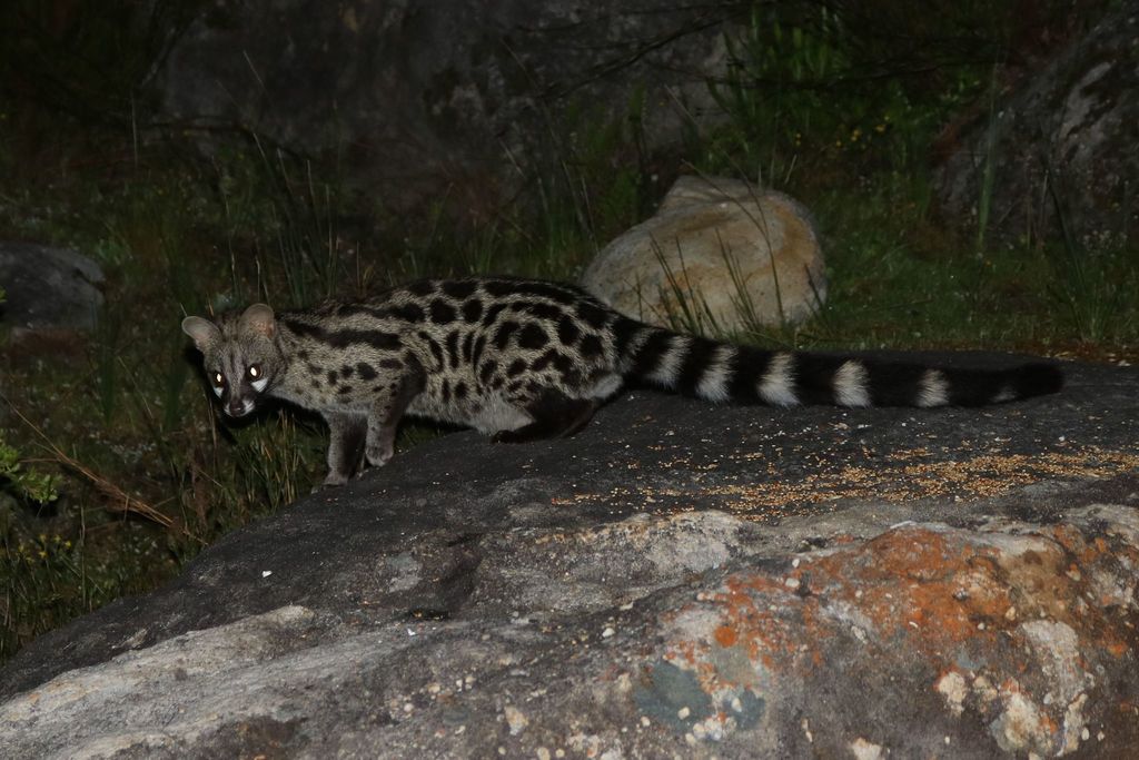 Largespot Cape Genet from Steenbok Park, Bains Kloof, Western Cape ...