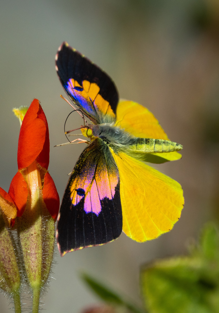 California Dogface in September 2020 by Aaron Echols · iNaturalist