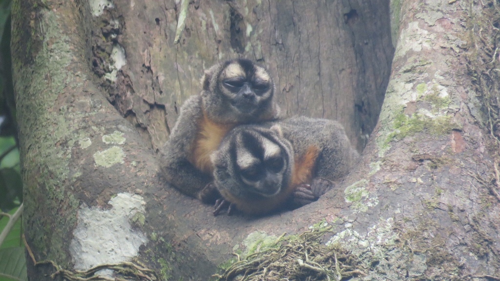 Nancy Ma’s Night Monkey (Aotus nancymai) - Know Your Mammals