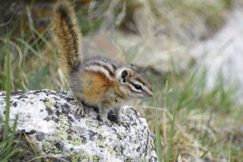 Uinta Chipmunk from Clear Creek County, CO, USA on July 23, 2017 at 05: ...