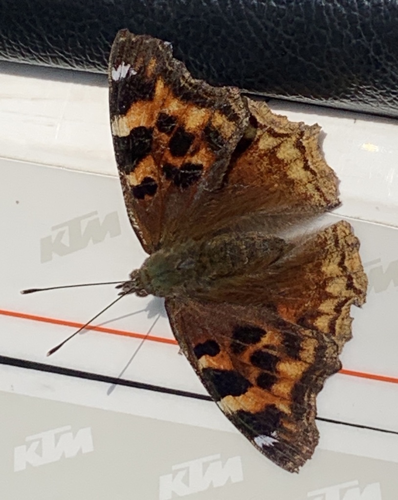 Nymphalis l-album j-album from Ch des Rapides-des-Îles, Saint-Eugène-de ...