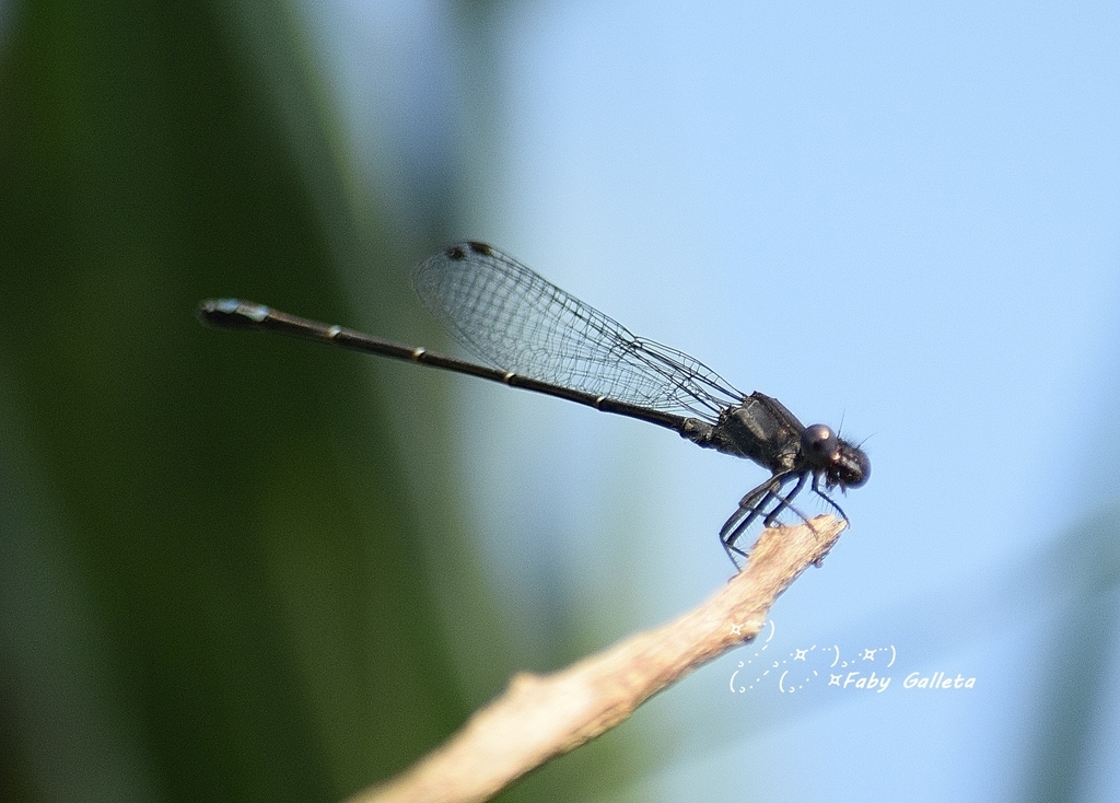 Dusky Dancer from Sin Nombre de Col 36, Guadalupe, N.L., México on September 20, 2020 at 09:34 ...
