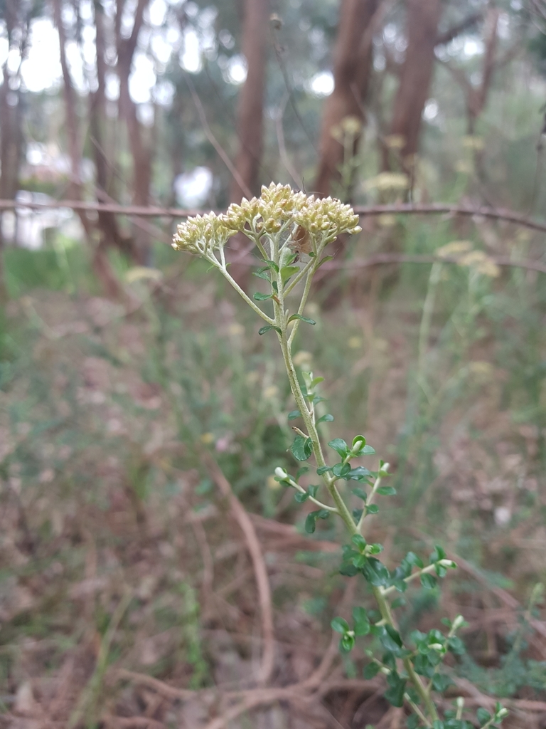 Grey Everlasting from Boronia VIC 3155, Australia on September 21, 2020 ...