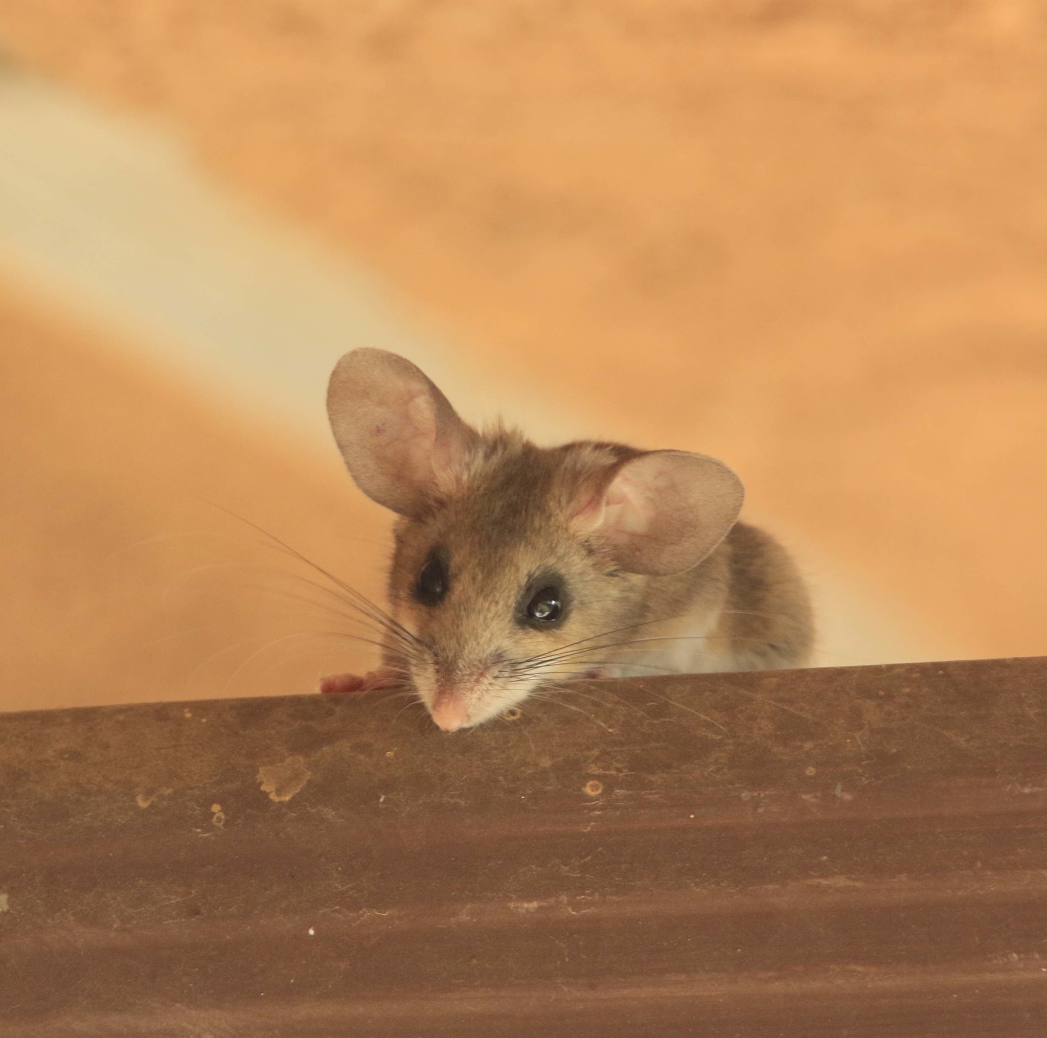 Peromyscus truei (Shufeldt, 1885)