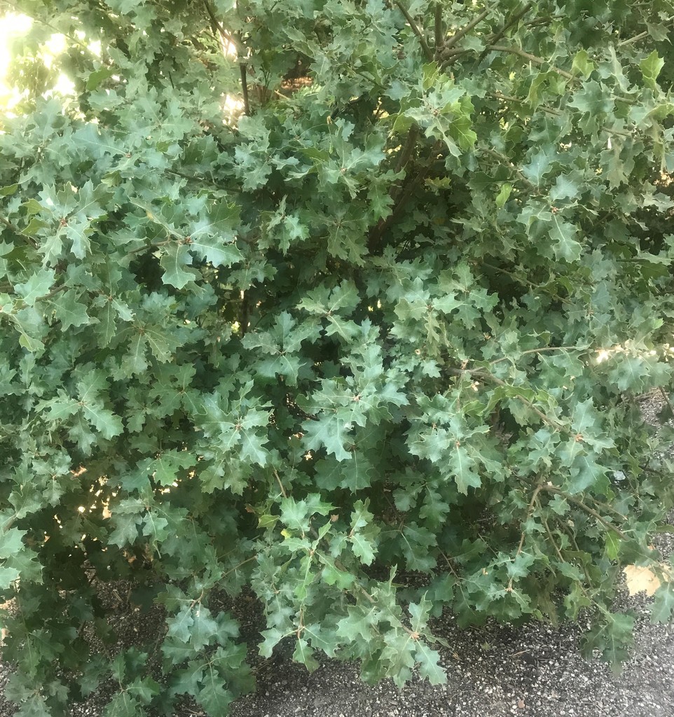 Oracle Oak from Idyllwild-Pine Cove, CA, USA on September 20, 2020 at ...